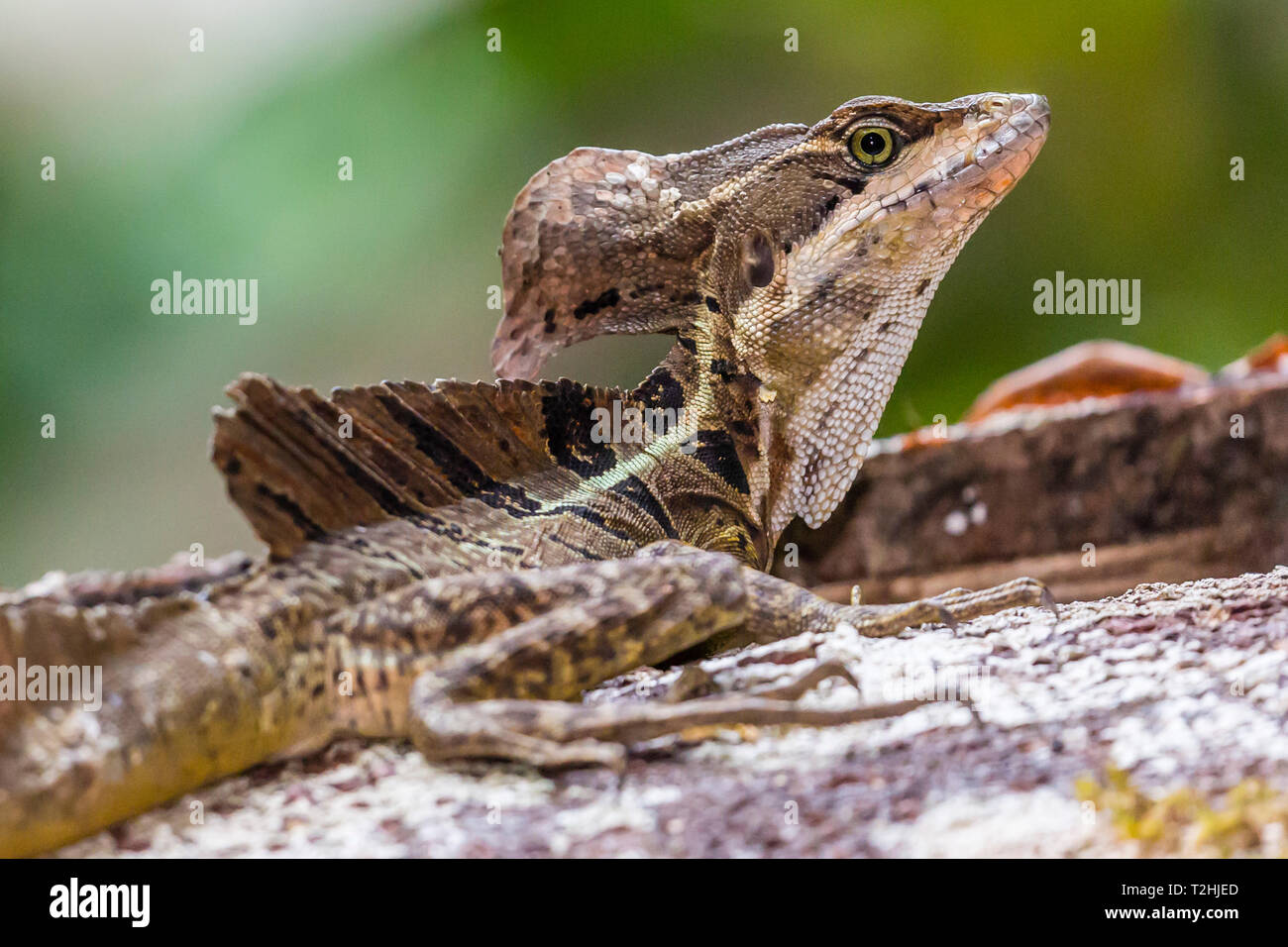 An adult male common basilisk, Basiliscus basiliscus, in Corcovado ...