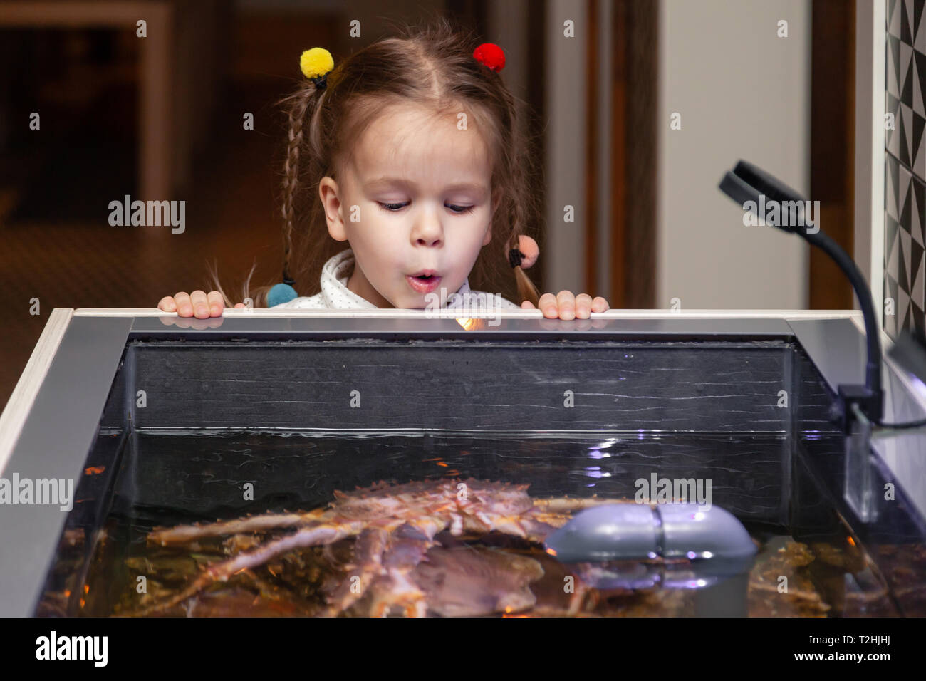 Little cute child baby girl baby look at crab and oysters in aquarium ...