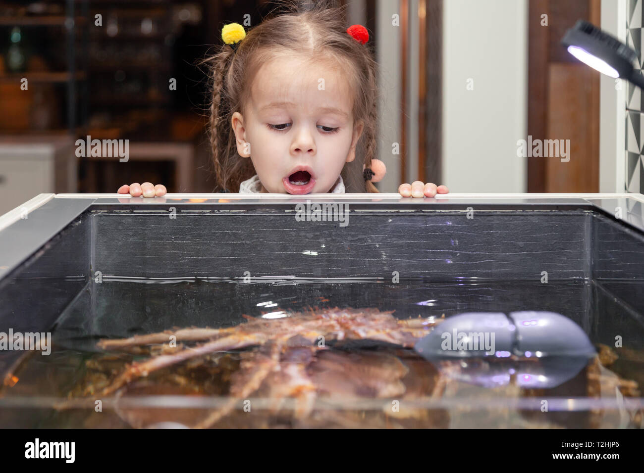 Little cute child baby girl baby look at crab and oysters in aquarium ...