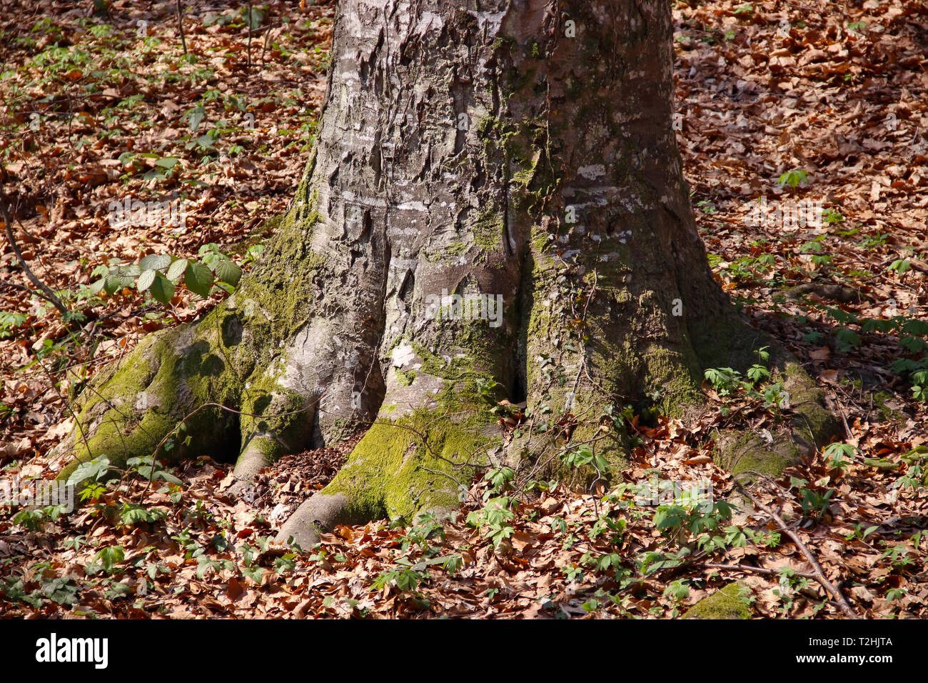 Tree in a park Stock Photo - Alamy