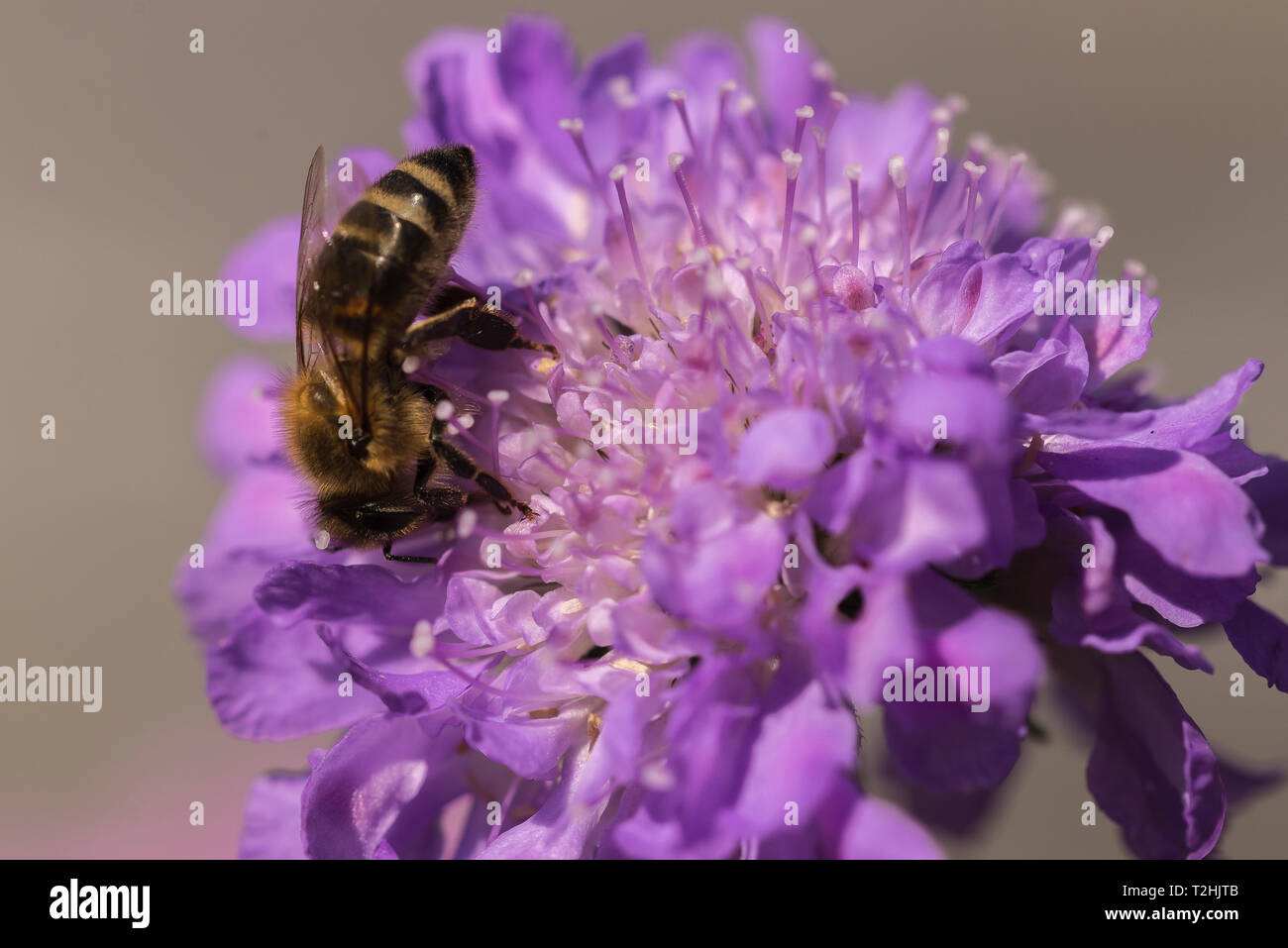 Bee on scabious hi-res stock photography and images - Alamy
