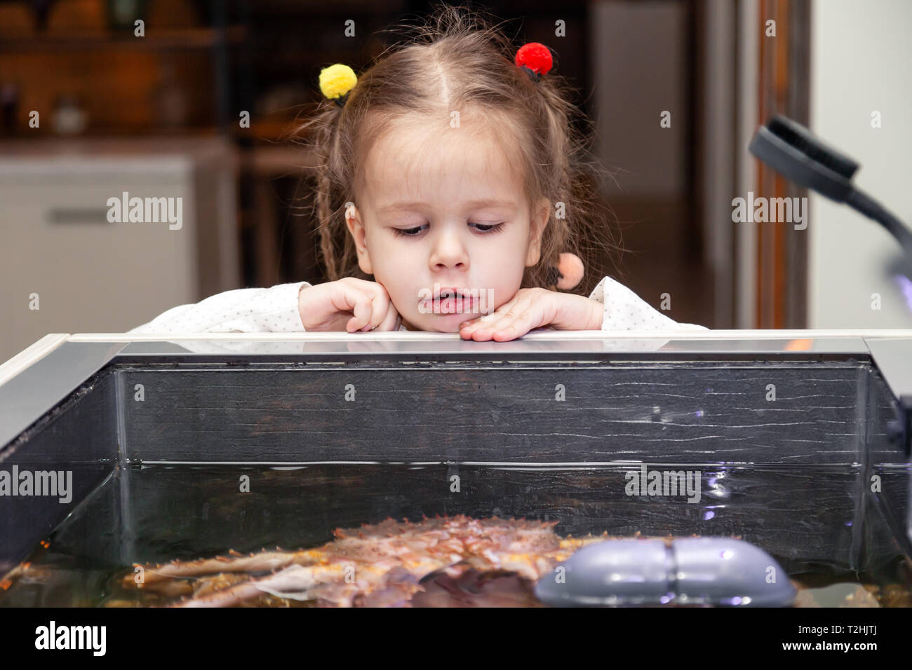 Little cute child baby girl baby look at crab and oysters in aquarium ...