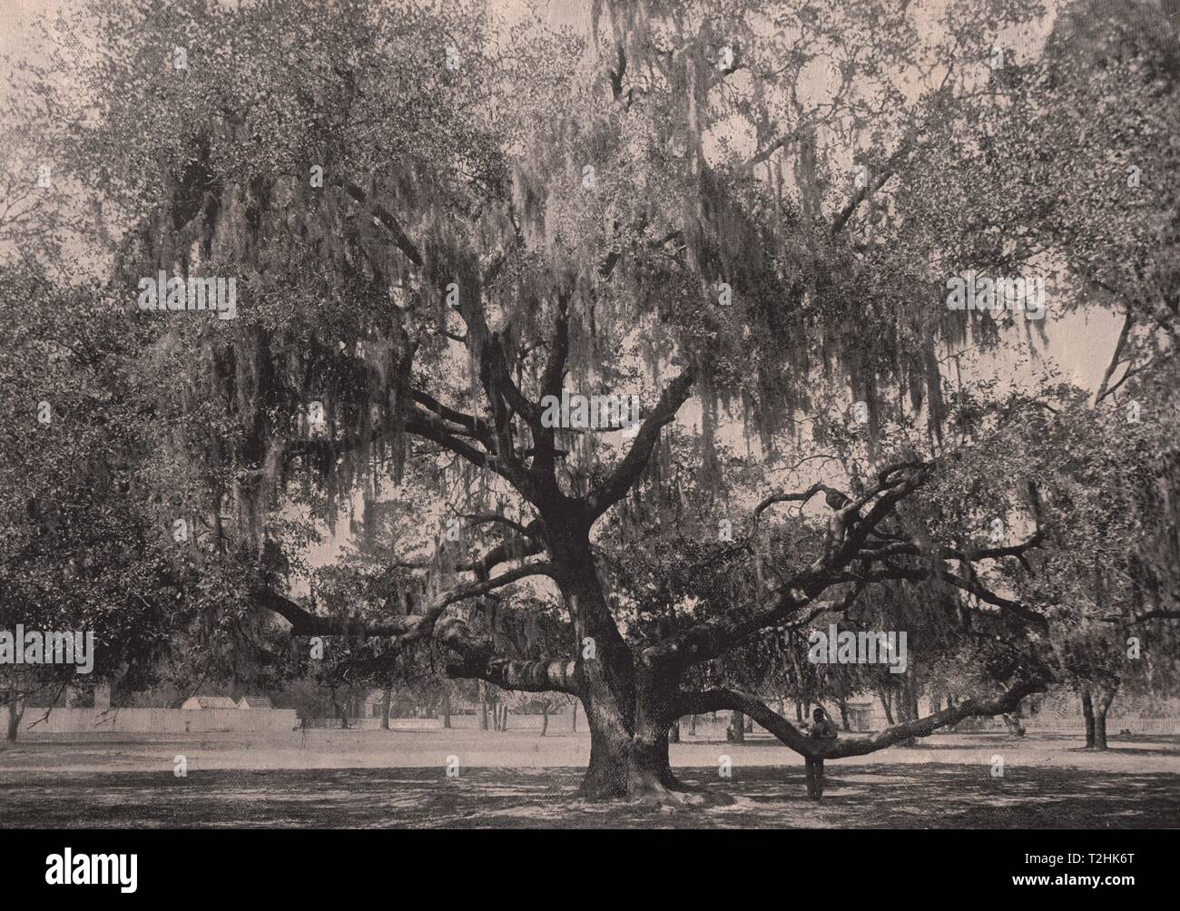 Live-Oak, Brunswick, Georgia Stock Photo - Alamy