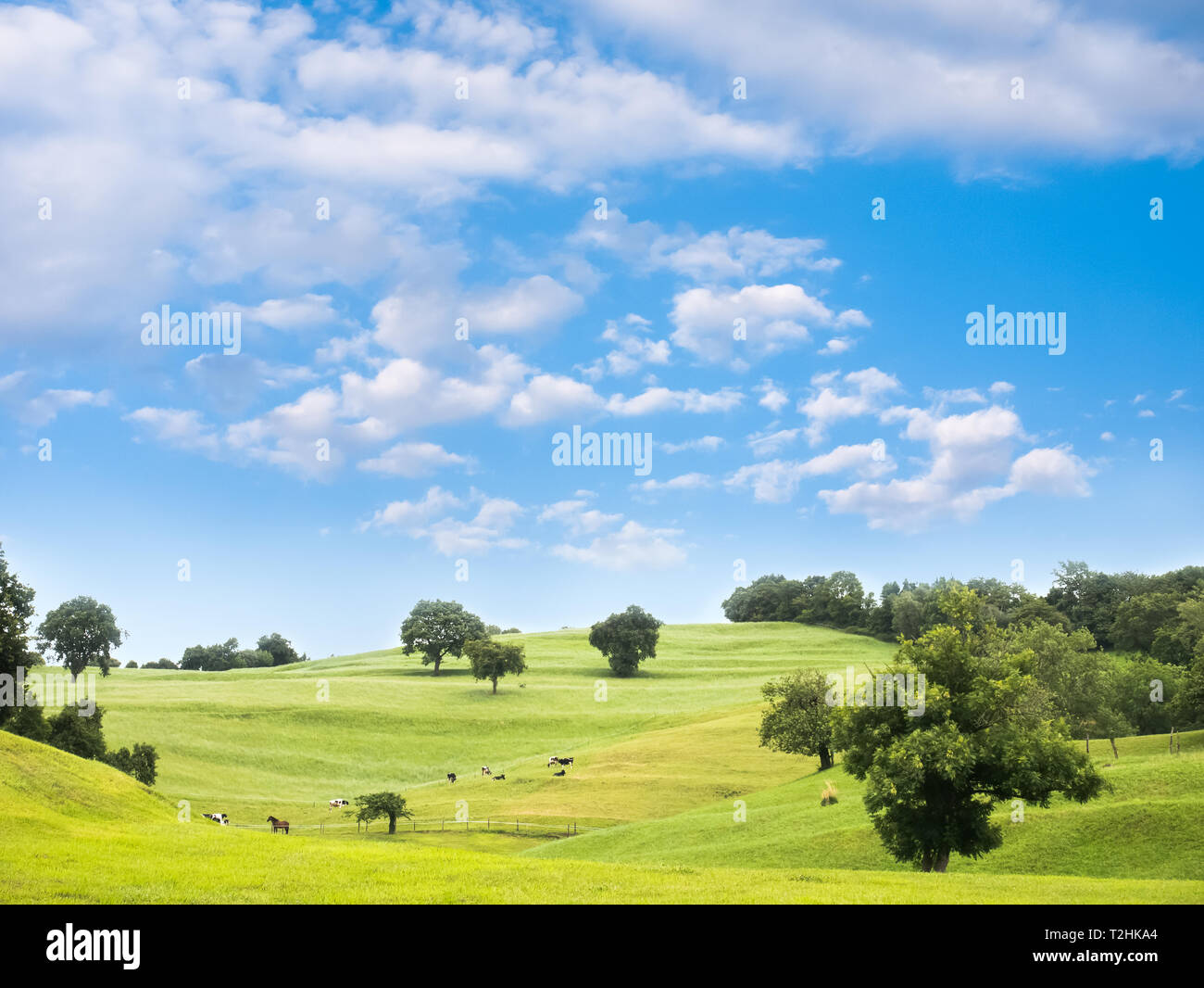 Rural landscape with a cow hi-res stock photography and images - Alamy