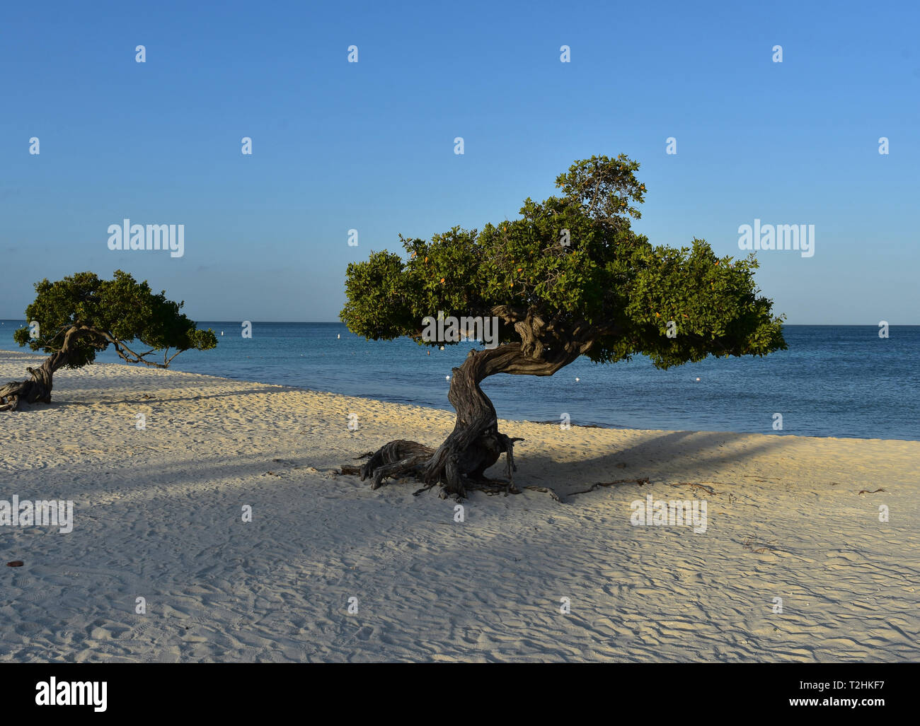 Divi divi trees on eagle beach hi-res stock photography and images - Alamy