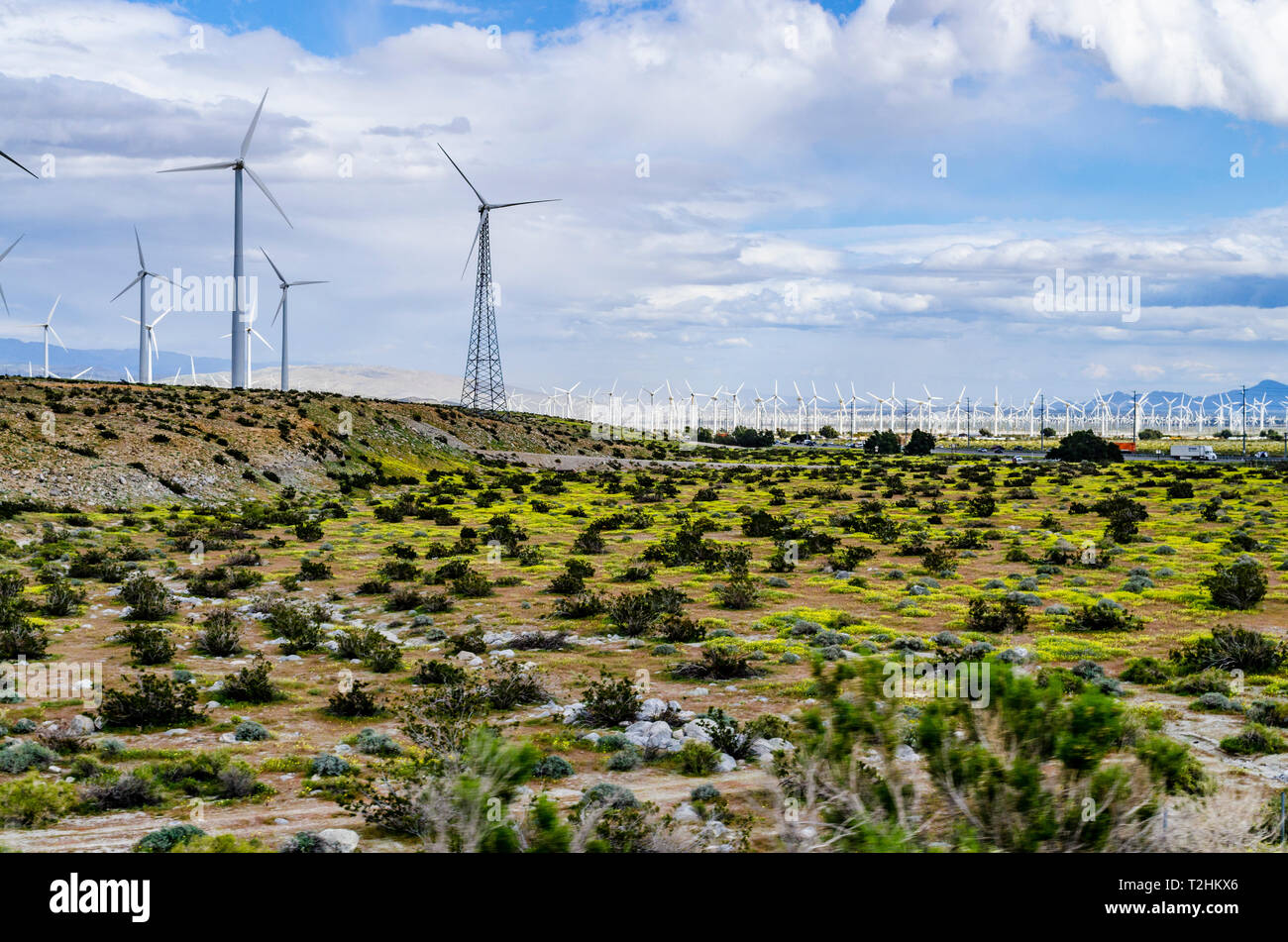 Pam springs hi-res stock photography and images - Alamy