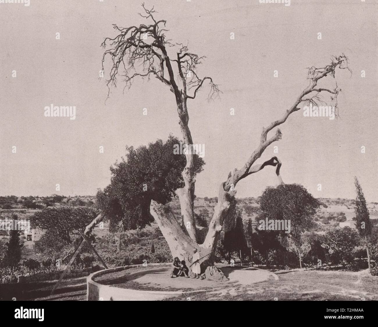 Palestine oak hi-res stock photography and images - Alamy