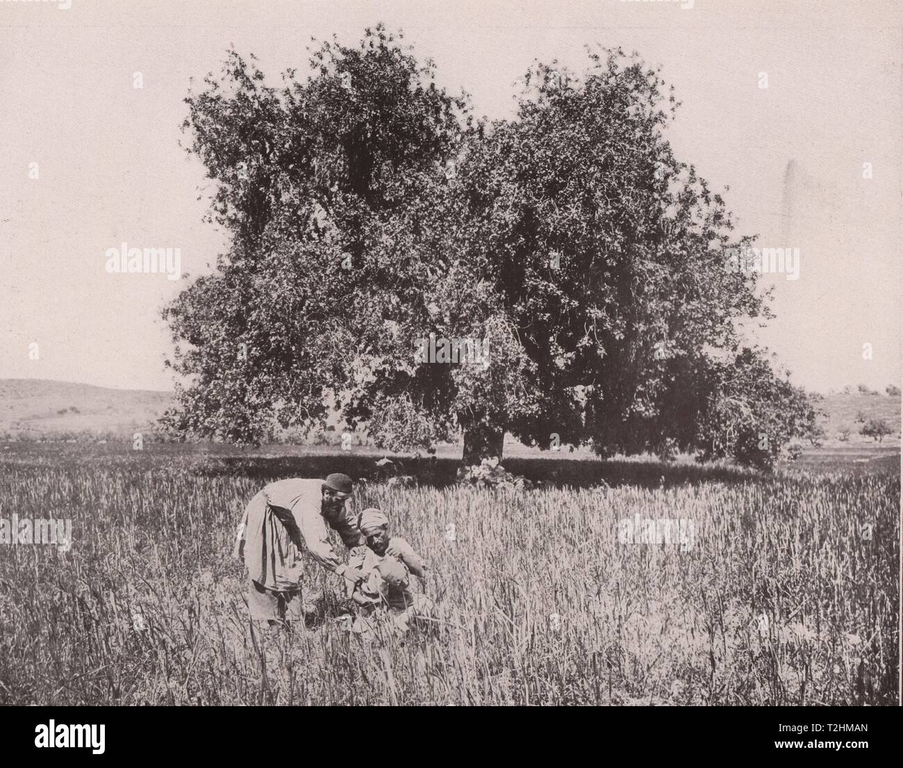 Valley of terebinth hi-res stock photography and images - Alamy