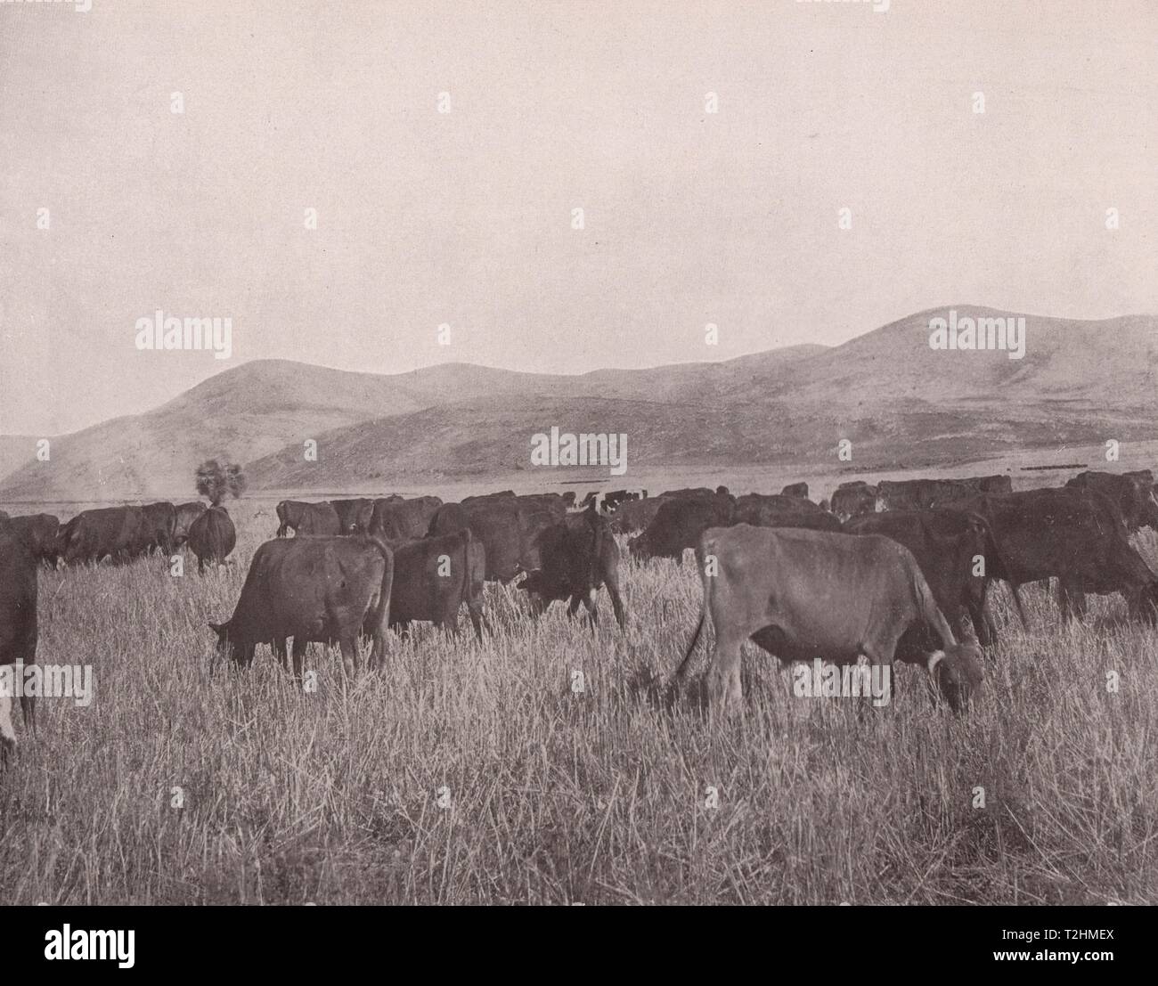 Gilboa mountains hi-res stock photography and images - Alamy