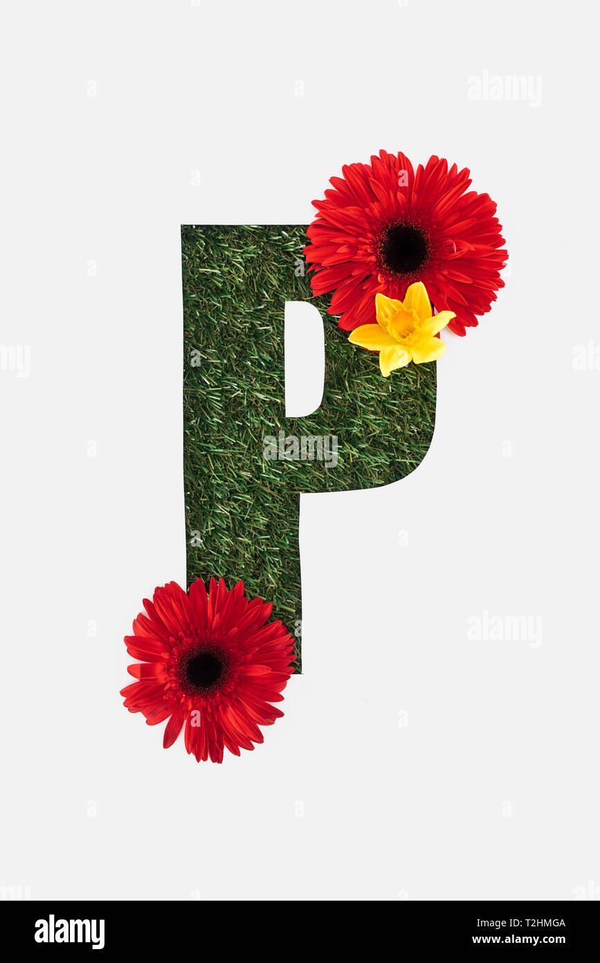 top view of cut out P letter on green grass background with red ...