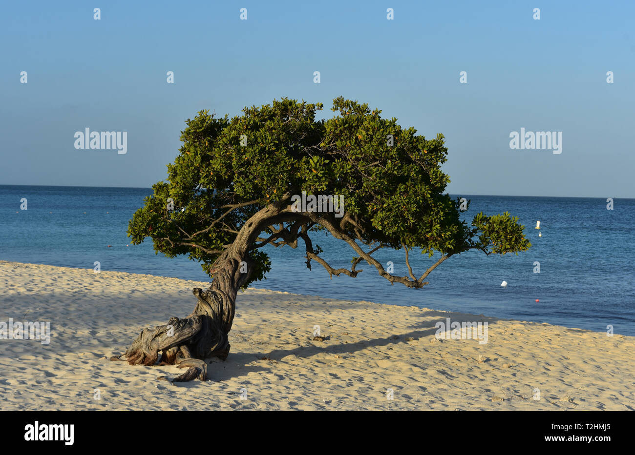 Gorgeous twisted branches of a divi tree in Aruba Stock Photo - Alamy