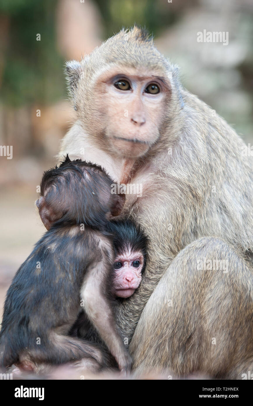 Cambodia monkeys hi-res stock photography and images - Alamy