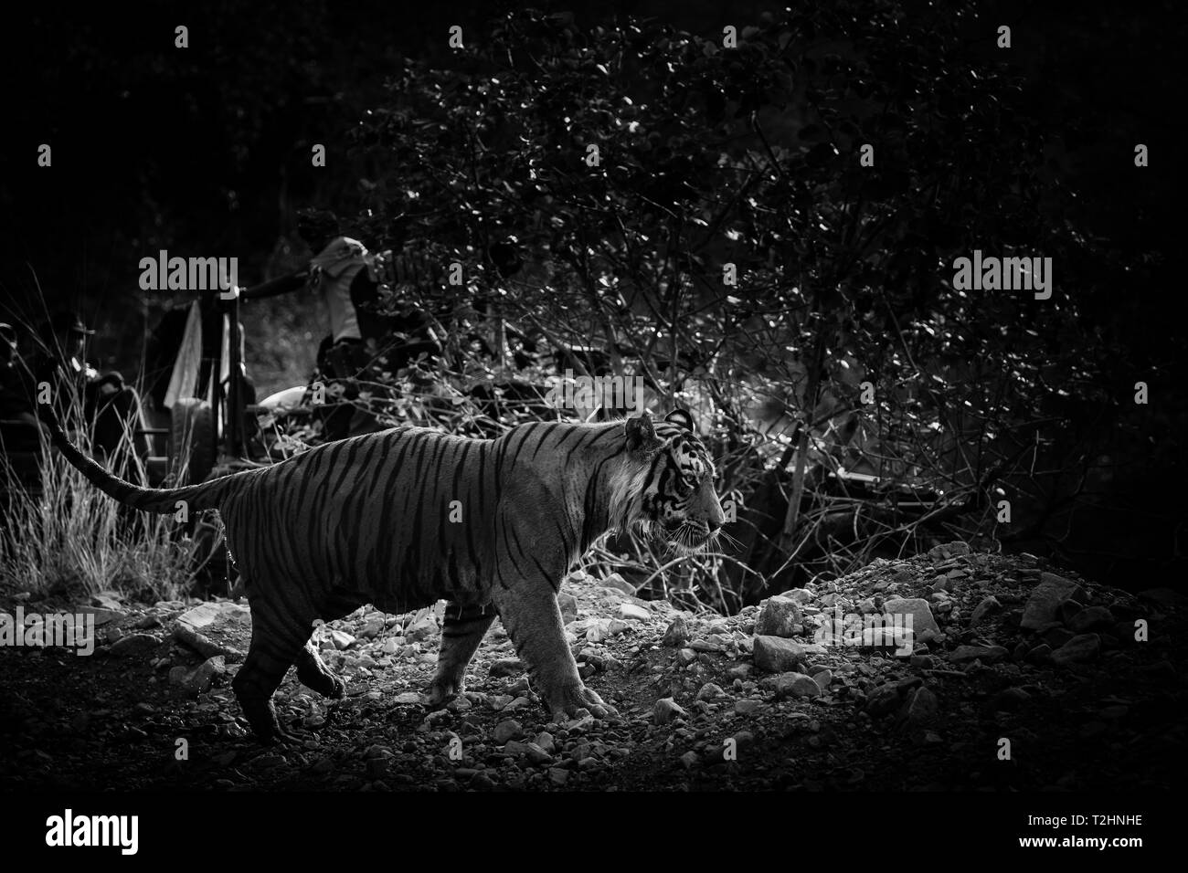 Tiger charge Black and White Stock Photos & Images - Alamy