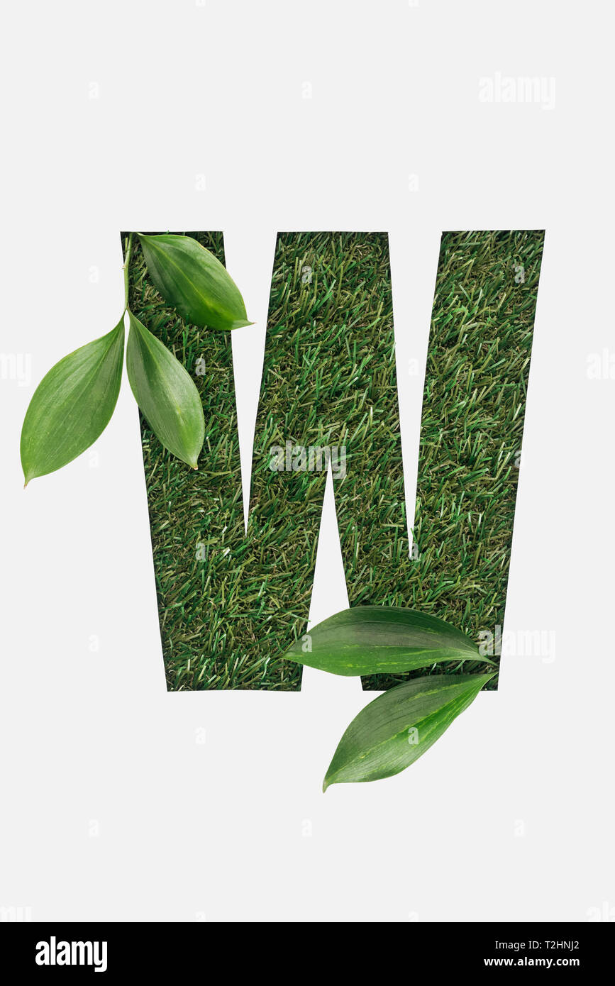 top view of cut out W letter on green grass background with leaves ...