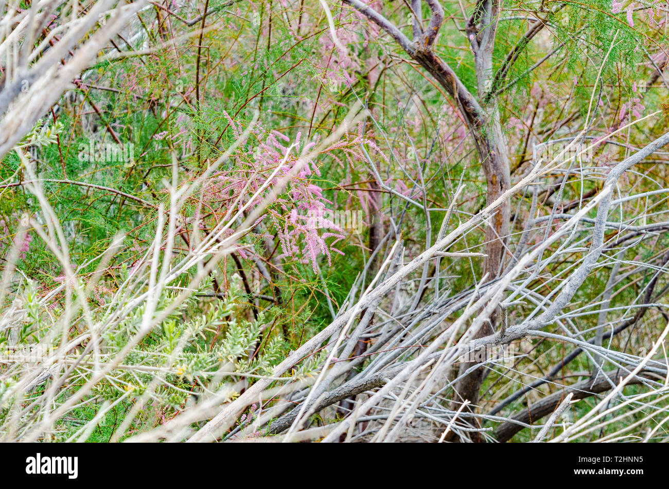 Salty soil hi-res stock photography and images - Alamy