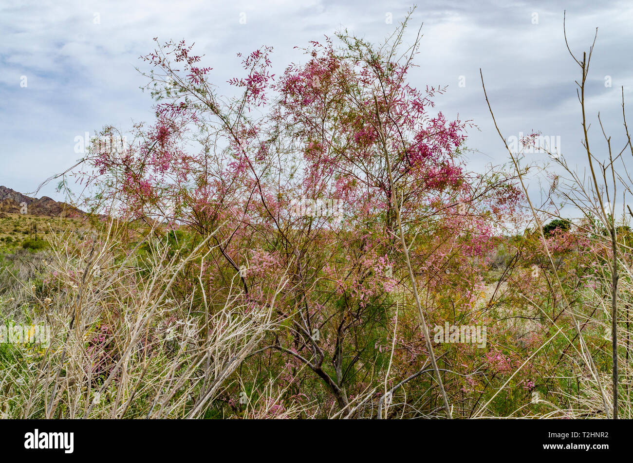 Salty soil hi-res stock photography and images - Alamy