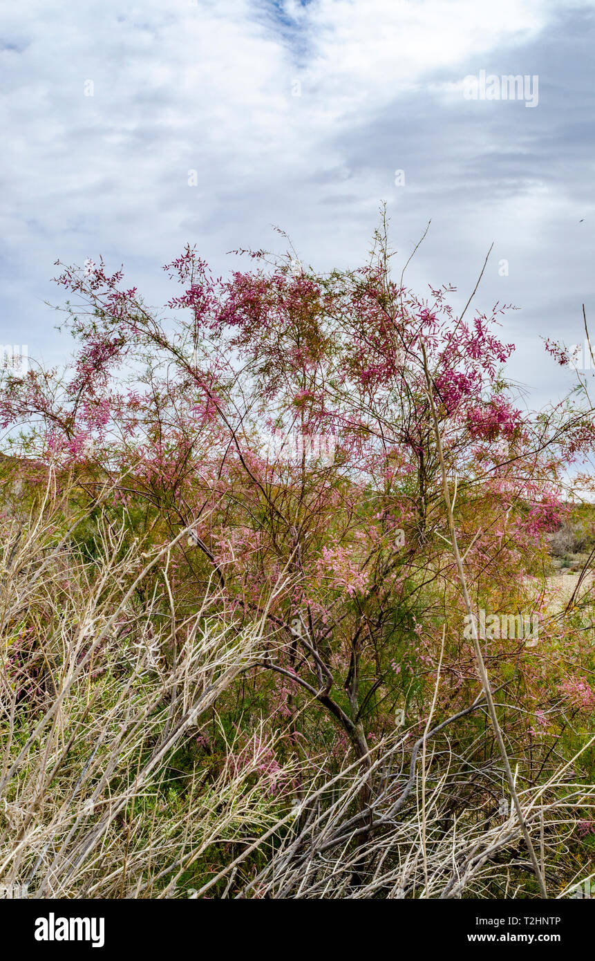 A Tamarind tree (Tamarix) growing in the salty soil near theSalton Sea ...