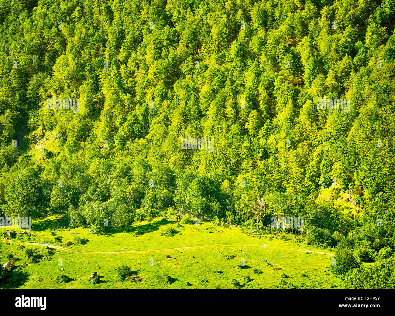 Nature background with green forest landscape Stock Photo - Alamy