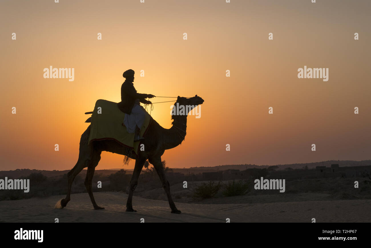 Man riding camel at sunset in Thar Desert, India, Asia Stock Photo - Alamy