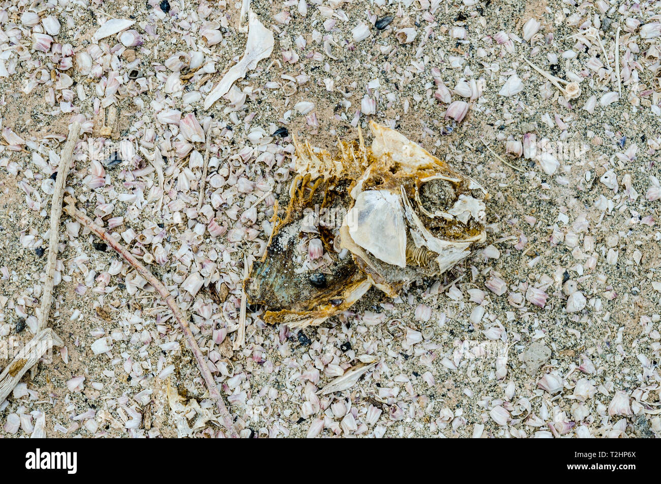 A dead fish at the dying Salton Sea in California USA Stock Photo - Alamy