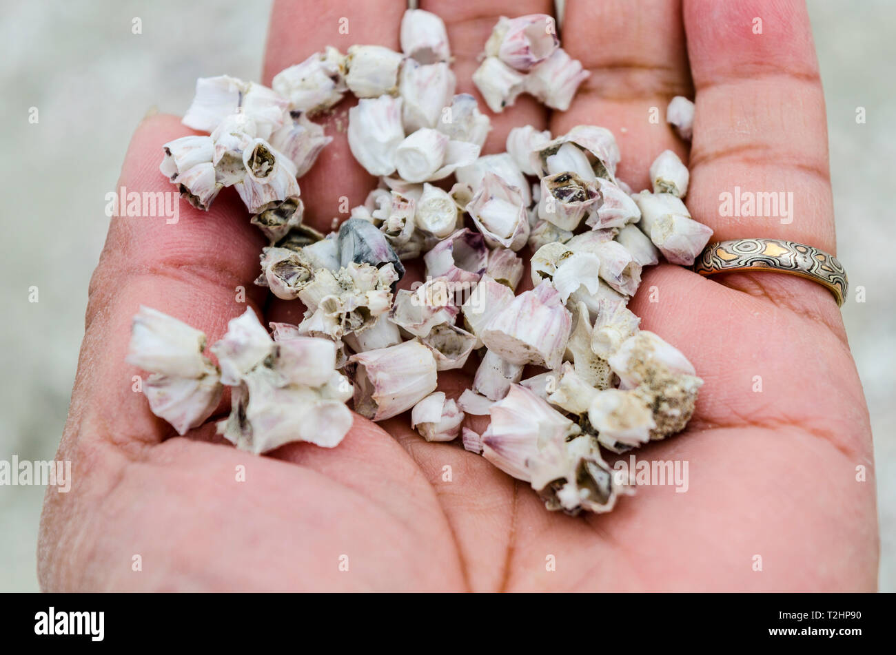 Dead Barnacles at the Salton Sea California USA Stock Photo - Alamy