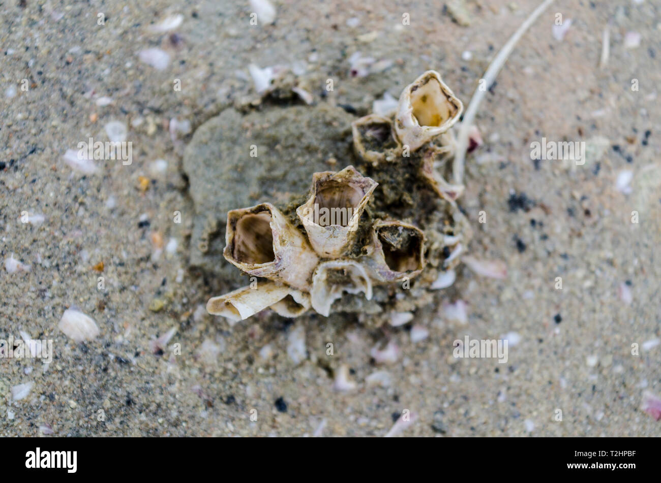 Dead Barnacles at the Salton Sea California USA Stock Photo - Alamy
