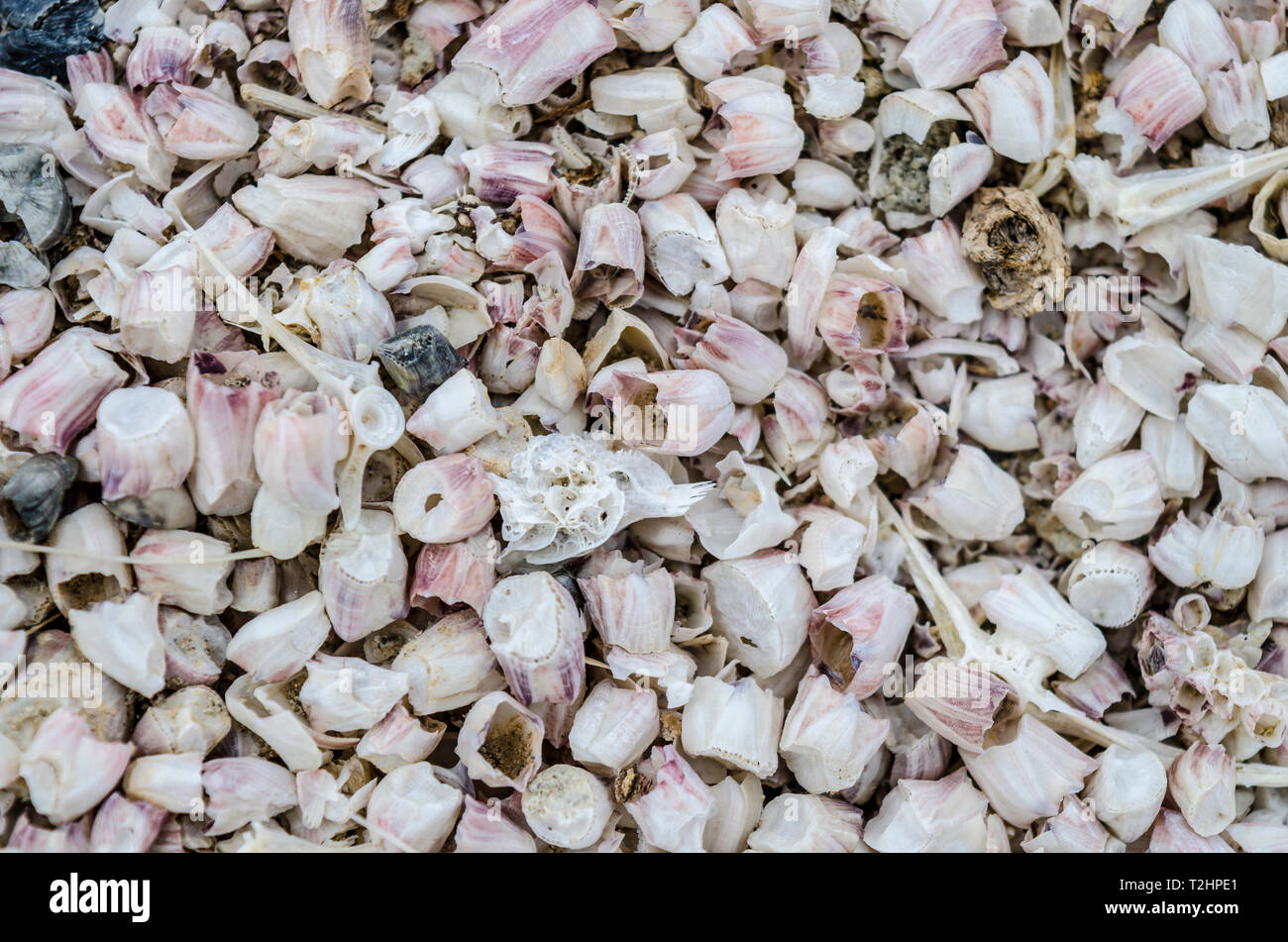Dead Barnacles at the Salton Sea California USA Stock Photo - Alamy