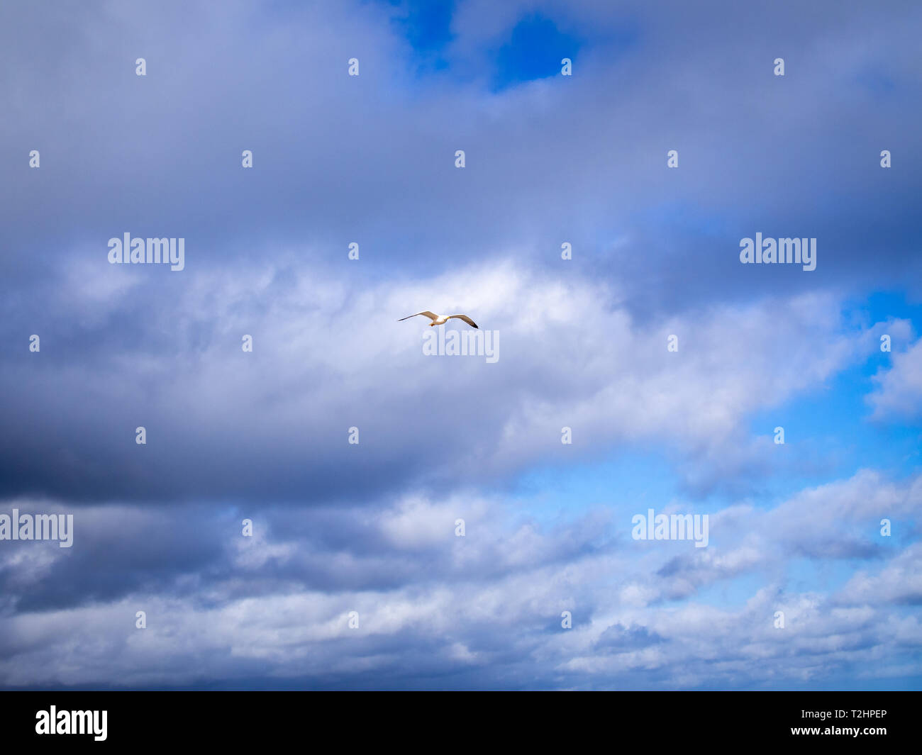 Sea gull flying in the blue clouded sky, copy space Stock Photo - Alamy
