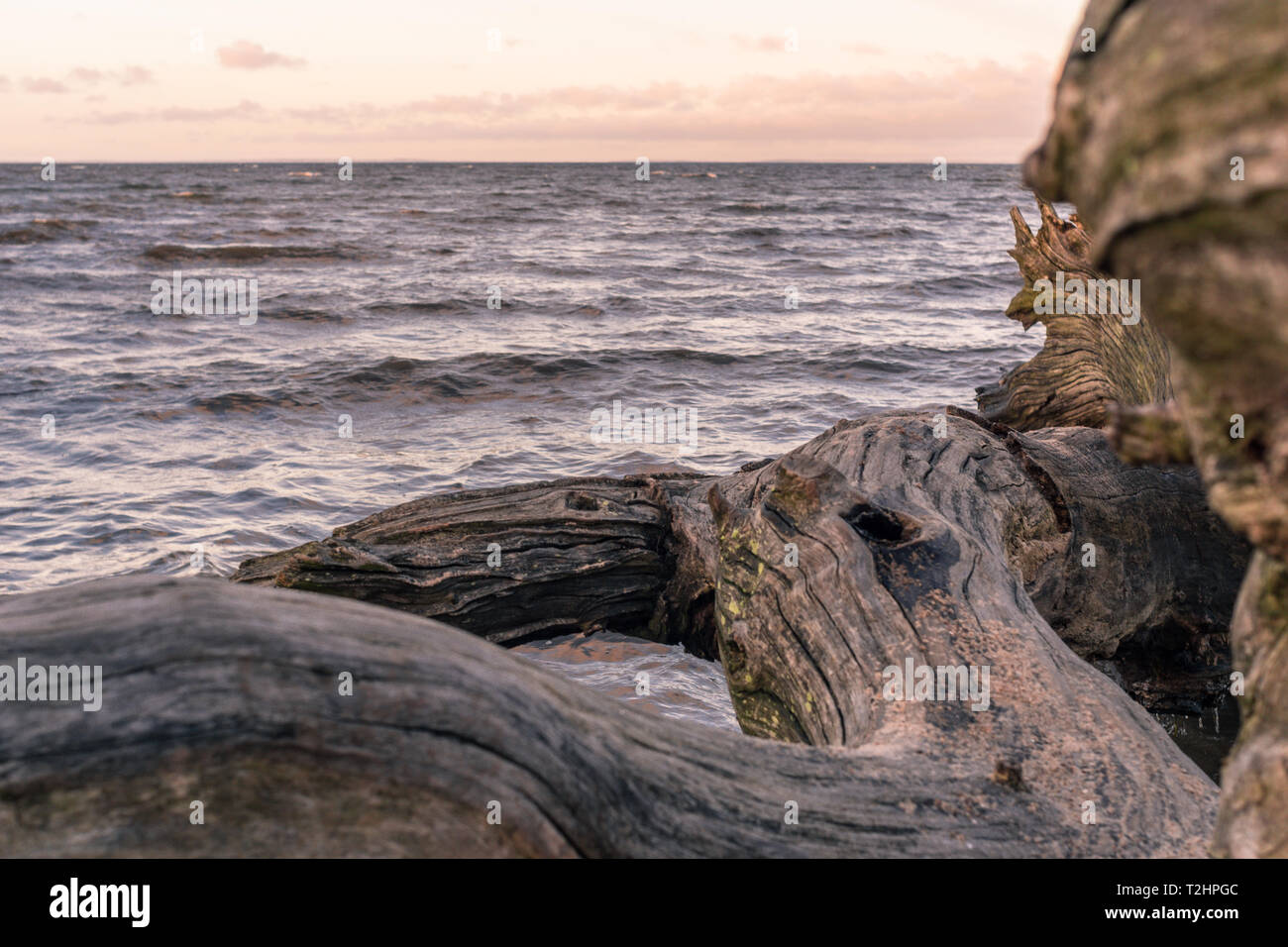weathered old trees in the water Stock Photo - Alamy