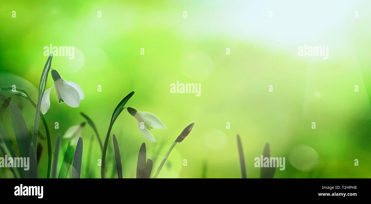 Snow drop flowers background Stock Photo - Alamy