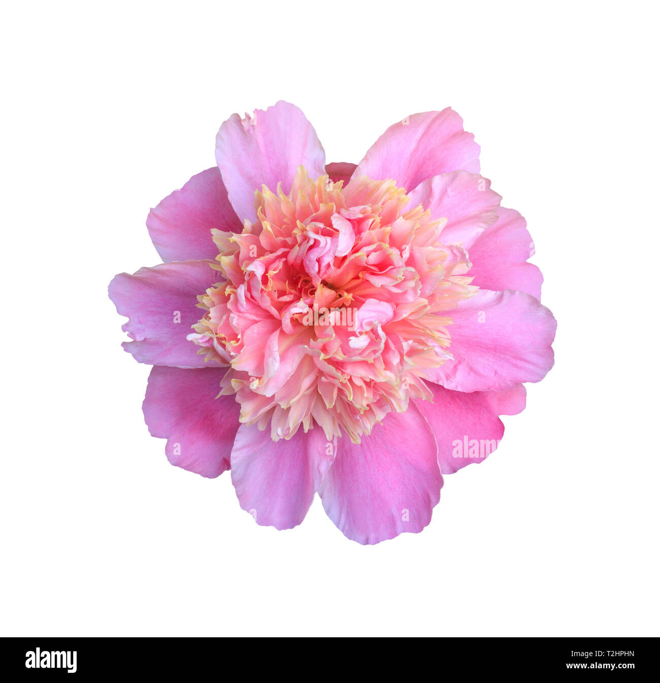 blooming flower pink peony close up, top view isolated on white ...