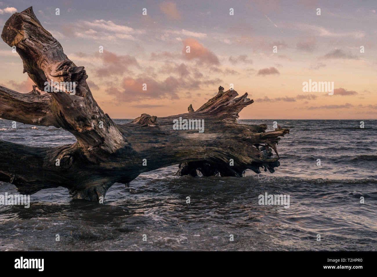 Old weathered trees hi-res stock photography and images - Alamy