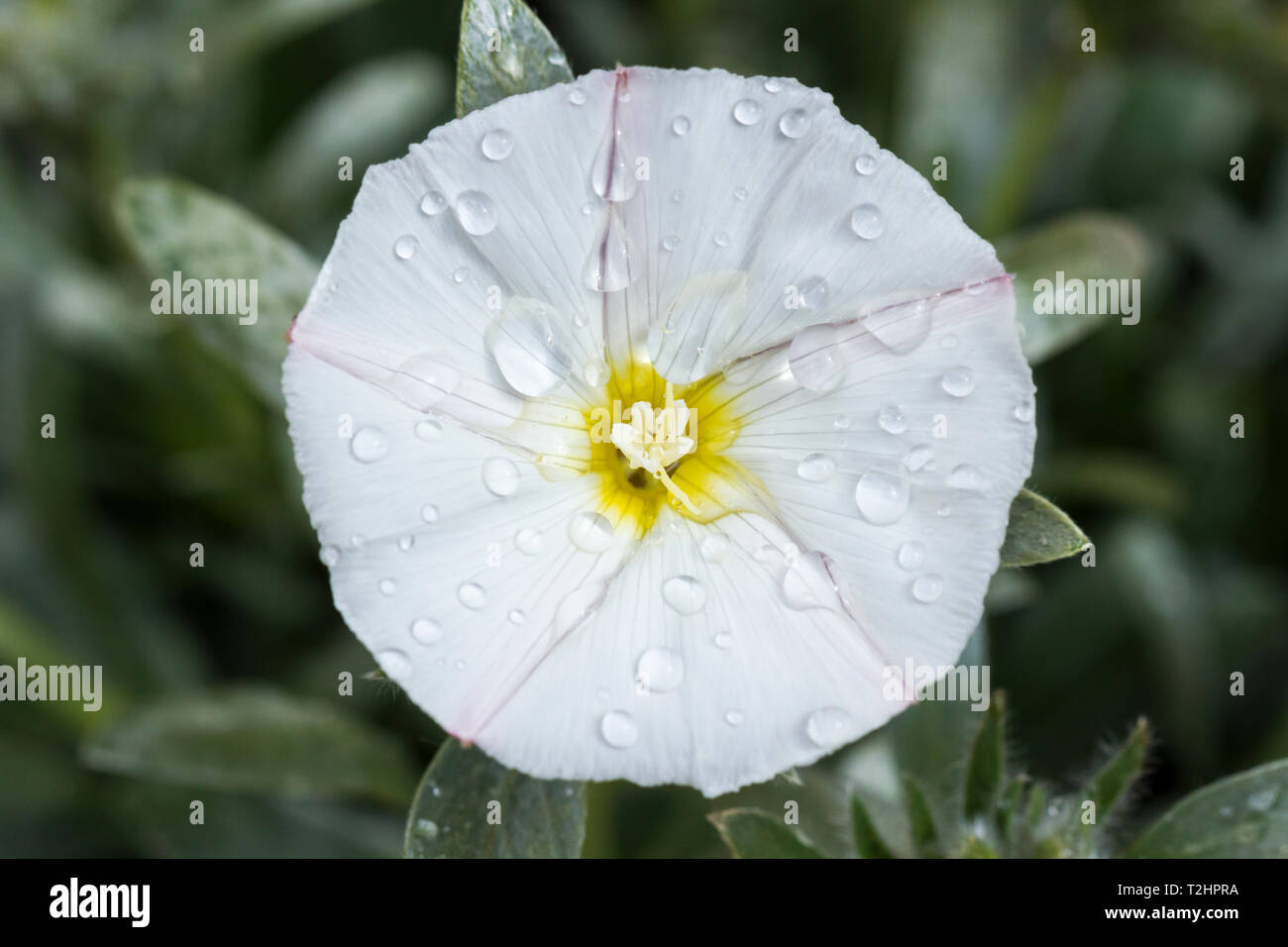 Convolvulus cneorum, shrubby bindweed, silverbush, white flower. United ...