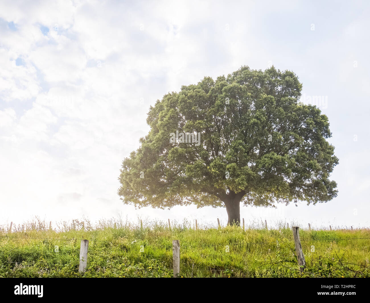 Nature background with tree and grass on sky background Stock Photo - Alamy