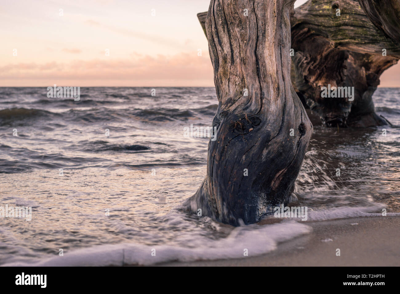 Old weathered trees hi-res stock photography and images - Alamy
