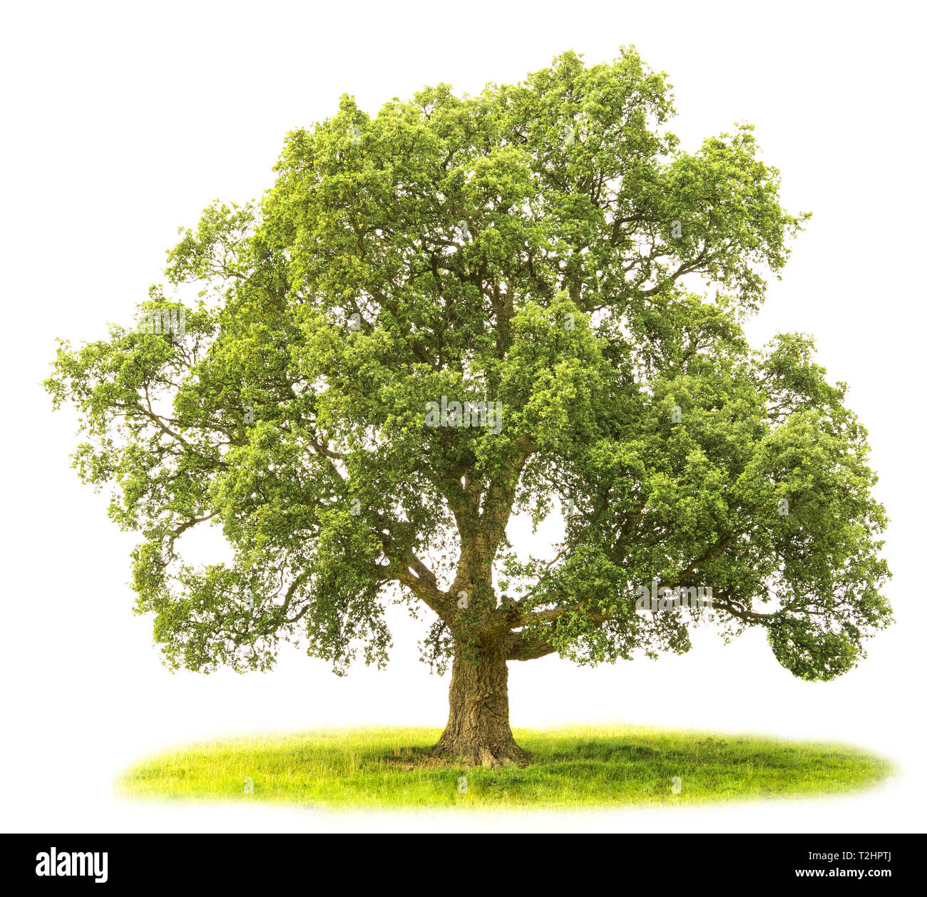 Nature background with green tree and grass Stock Photo - Alamy