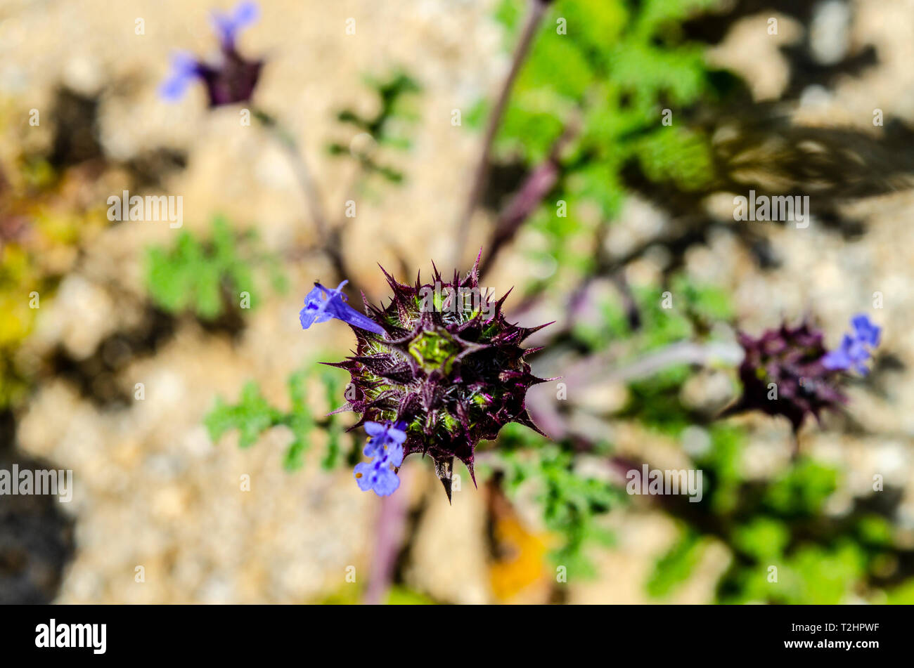 Chia (Salvia columbariae) in The Anza Borrego Desert State Park ...