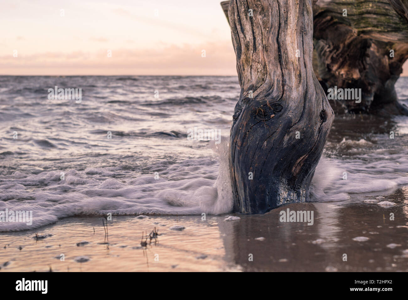 Old weathered trees hi-res stock photography and images - Alamy