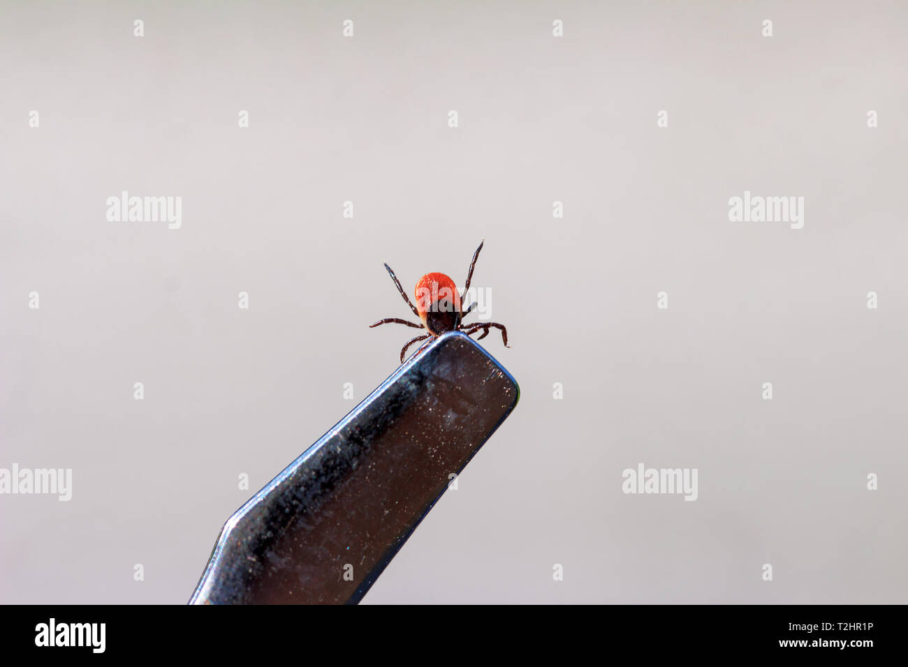 mite poisonous insect parasite feeding on blood of human and animals ...