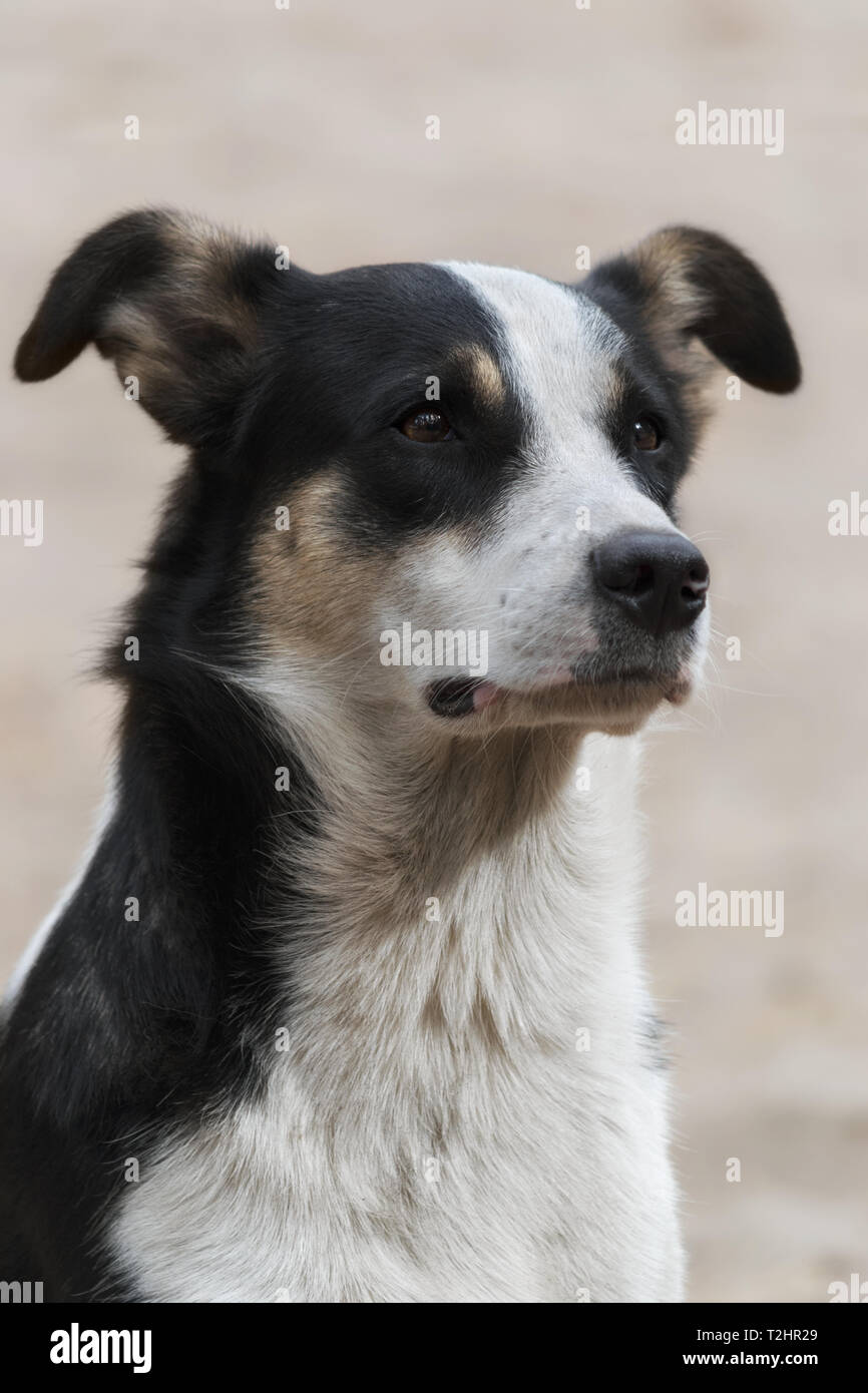 Portrait of black and white stray dog on the street Stock Photo - Alamy