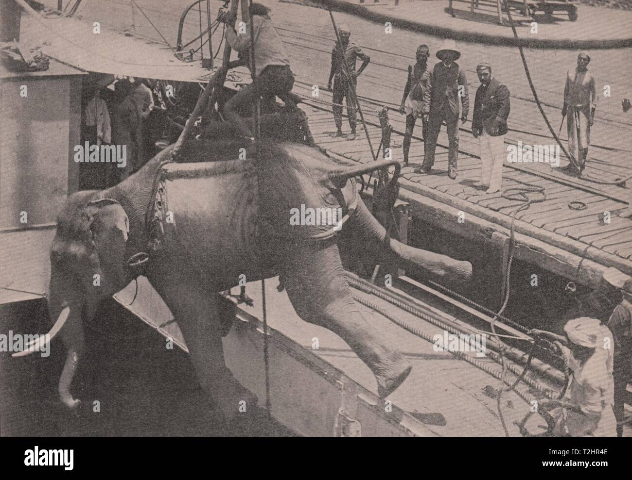 Elephant shipping hi-res stock photography and images - Alamy