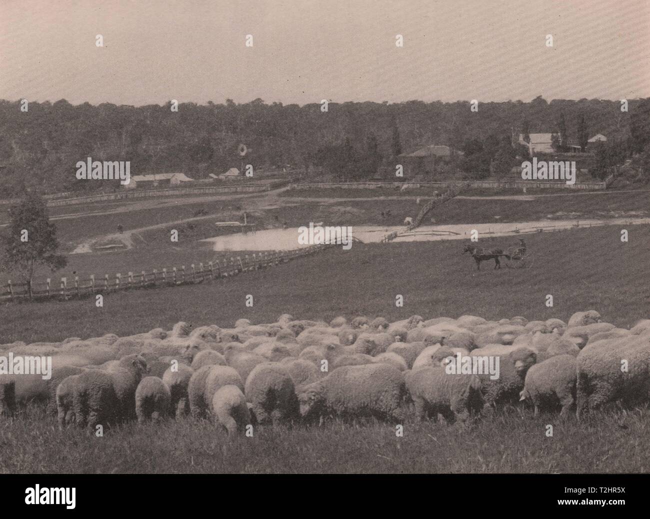 Sheep range, Australia Stock Photo - Alamy