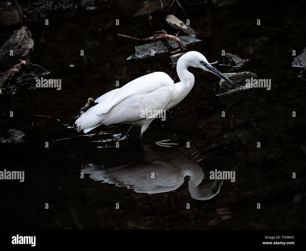 A Japanese little egret, Egretta garzetta, or kosagi in Japanese, wades ...