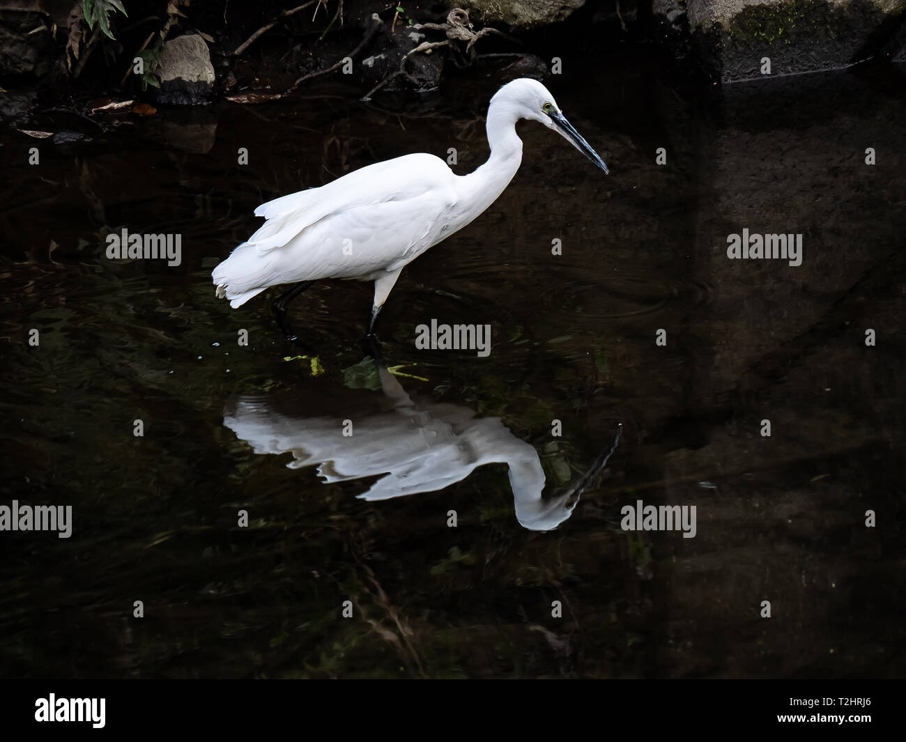 A Japanese little egret, Egretta garzetta, or kosagi in Japanese, wades ...