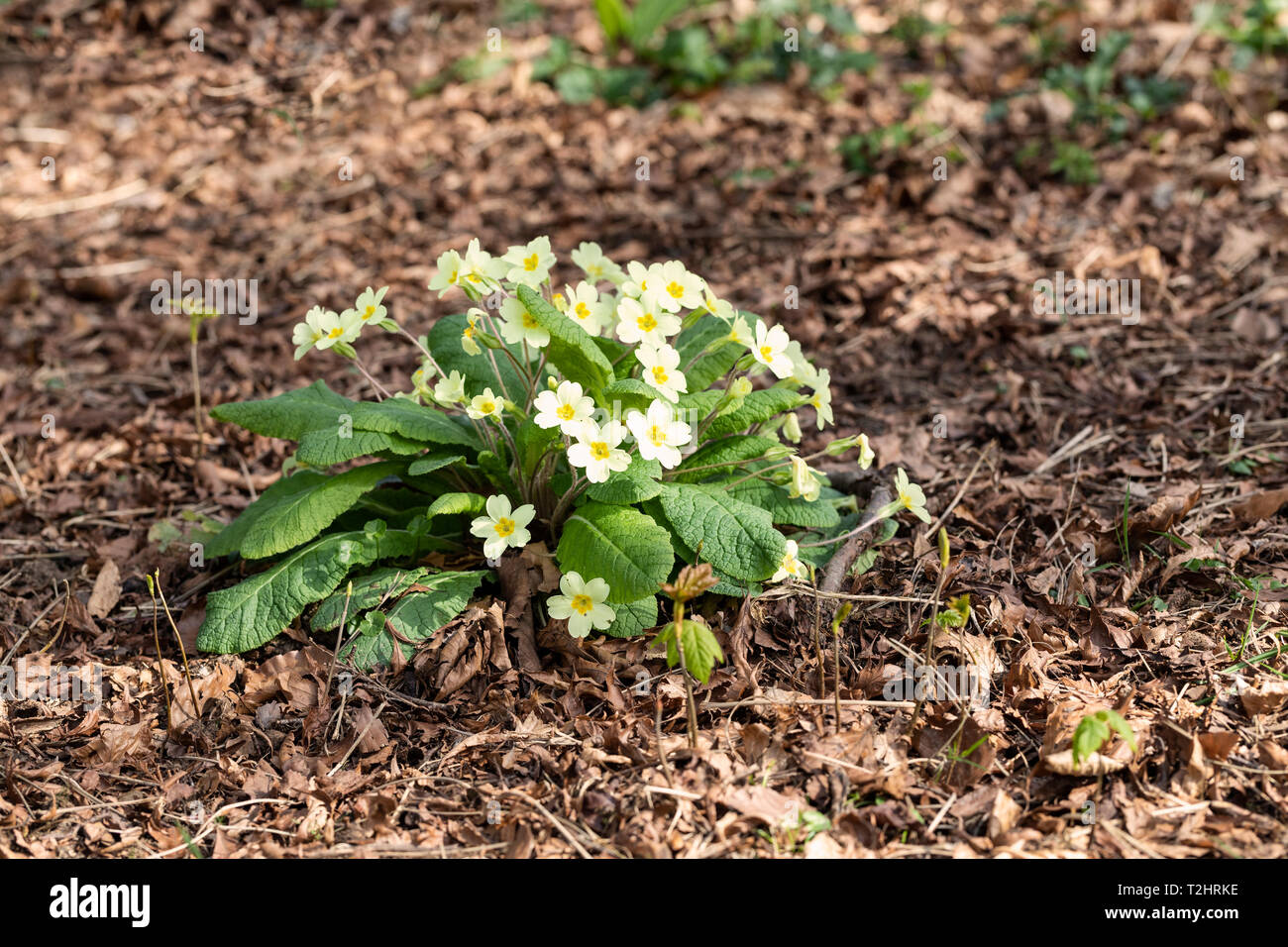 Wild Primroses Uk High Resolution Stock Photography and Images - Alamy