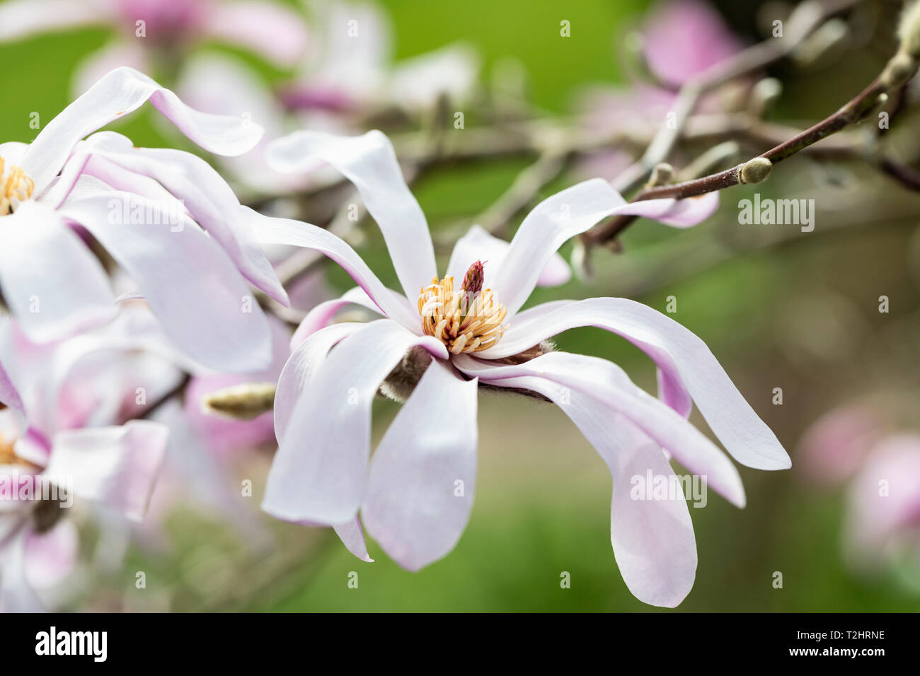 Magnolia stellata / star magnolia flowering in an English garden in ...