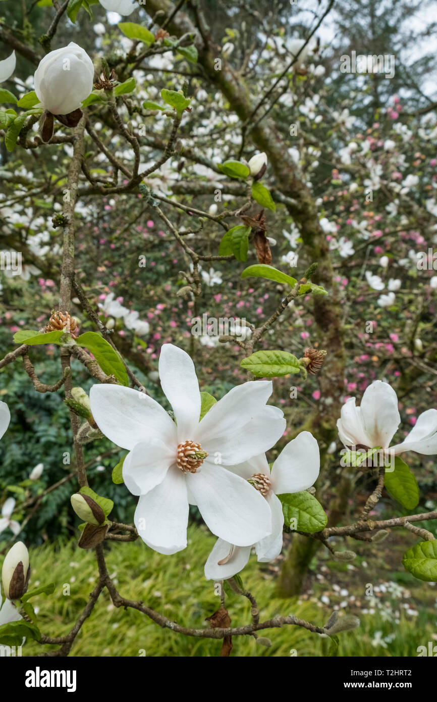 Star Magnolia, Magnolia Stellata, white flowers during spring, England ...