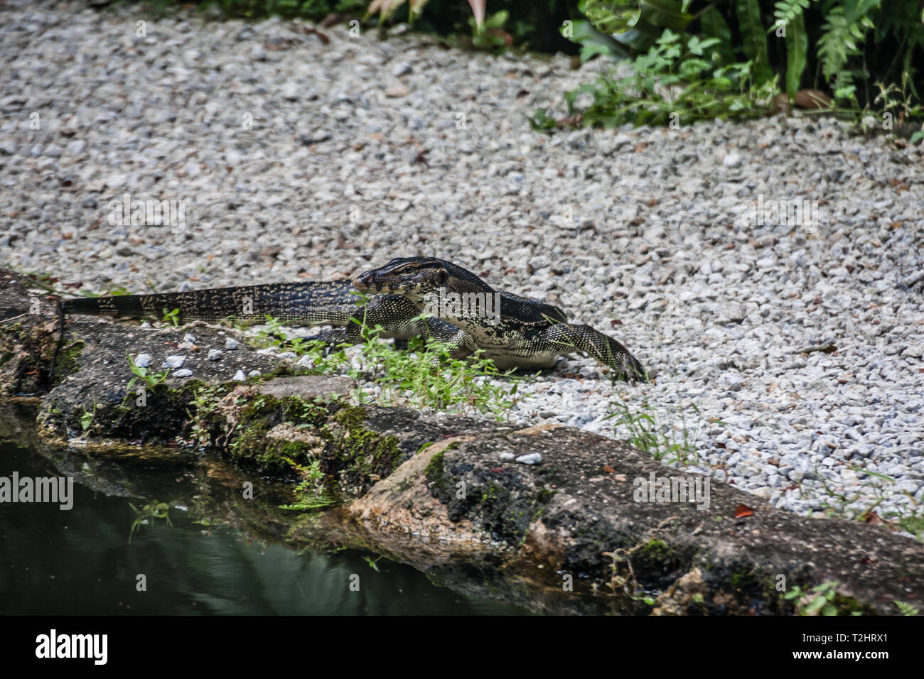 The alerted Asian water monitor (Varanus salvator), also called common ...