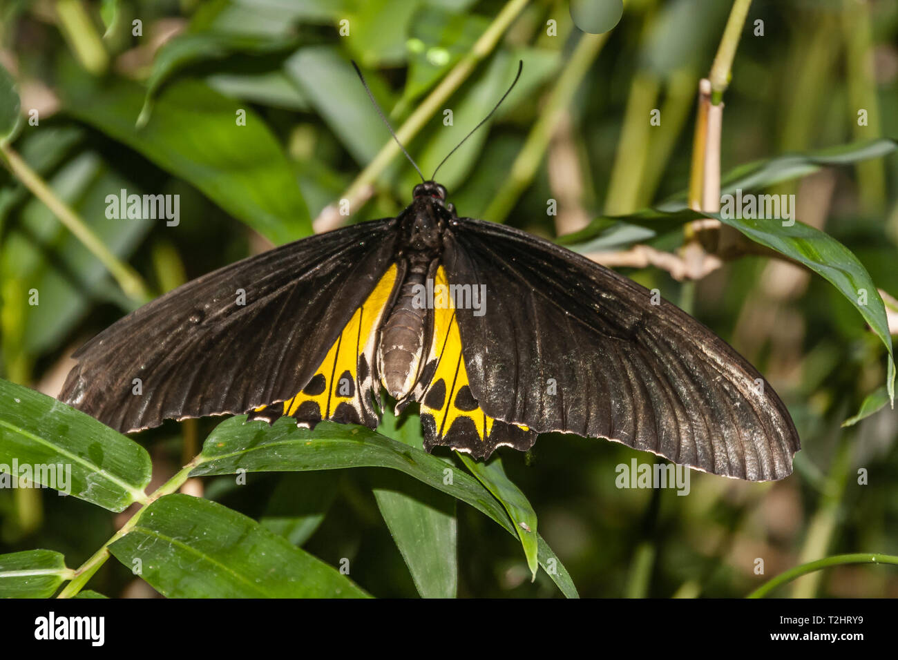 A male Common Birdwing (Troides helena cerberus), a dorsal view Stock ...