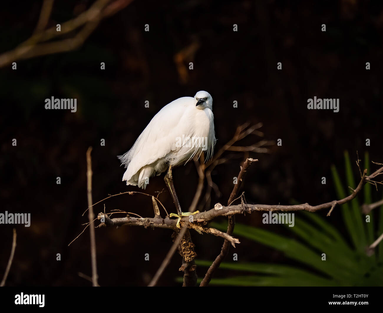A Japanese little egret, Egretta garzetta, or kosagi in Japanese, wades ...